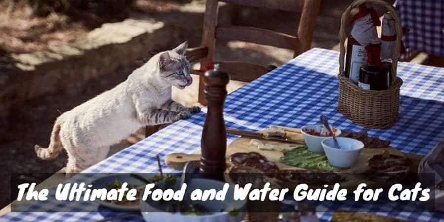 The Essential Guide to Your Cat's Nutritional Needs | Cat Checkup