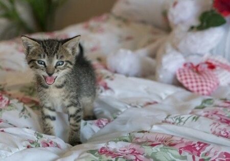 Ferocious Felines: Why Do Cats Growl? (7 Reasons) | Cat Checkup