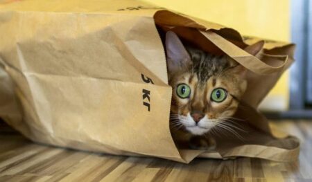 Could Your Cat Be Bipolar? (Unmasking Feline Mood Swings) | Cat Checkup