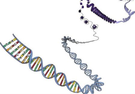 How Many Chromosomes Do Cats Have? | Cat Checkup