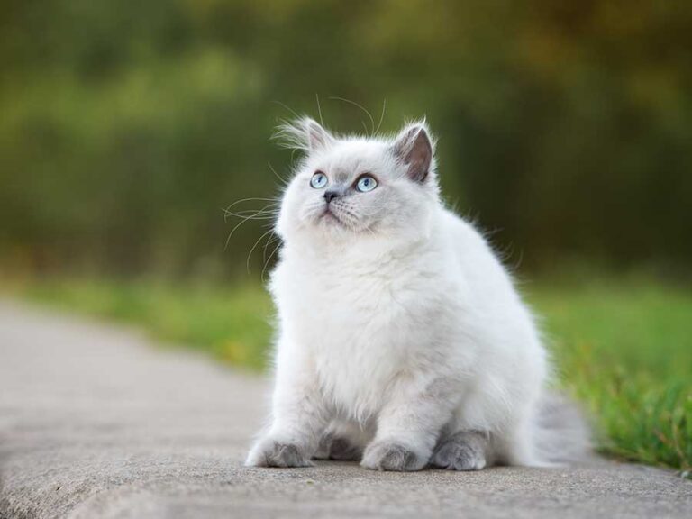 Cats With Short Legs (5 Breeds) | Cat Checkup
